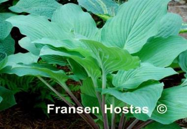 Hosta Florence Nightingale - Fransen Hostas