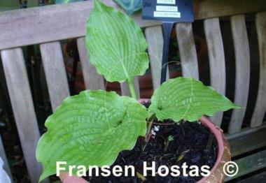 Hosta Fluted Fountain - Fransen Hostas
