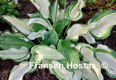 Hosta Ghost Spirit - Fransen Hostas