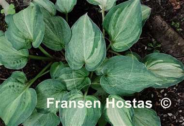 Hosta Ghost Spirit - Fransen Hostas