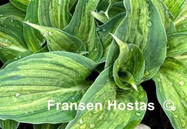 Hosta Ghost Spirit - Fransen Hostas