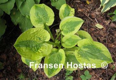 Hosta Glad Rags - Fransen Hostas