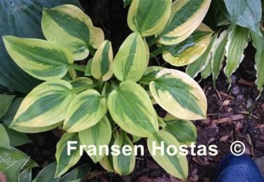 Hosta Glad Rags - Fransen Hostas