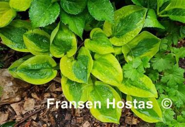 Hosta Glad Rags - Fransen Hostas