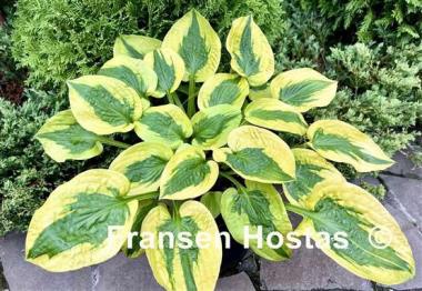 Hosta Glad Rags - Fransen Hostas