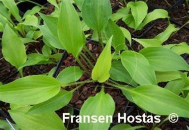 Hosta Glorious - Fransen Hostas
