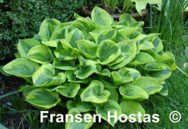Hosta Grand Tiara - Fransen Hostas