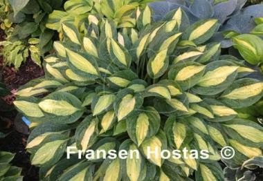 Hosta Gypsy Rose - Fransen Hostas