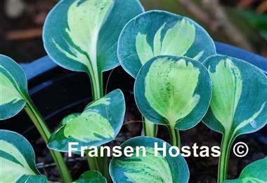 Hosta Holy Mouse Ears - Fransen Hostas