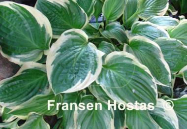 Hosta Happy Camper - Fransen Hostas