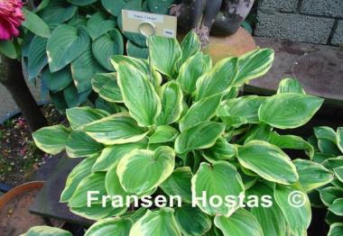 Hosta Happy Camper - Fransen Hostas