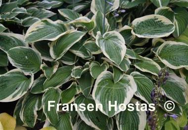 Hosta Happy Camper - Fransen Hostas