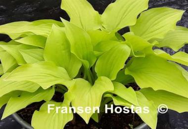 Hosta Hydon Sunset - Fransen Hostas