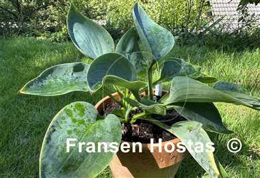 Hosta Kim - Fransen Hostas