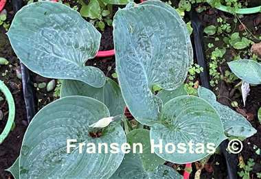 Hosta Kim - Fransen Hostas