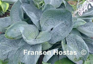 Hosta Kim - Fransen Hostas