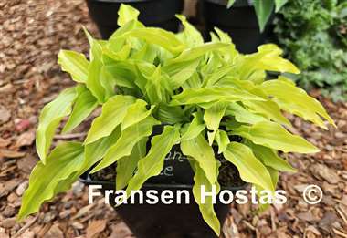 Hosta Lemon Lime - Fransen Hostas