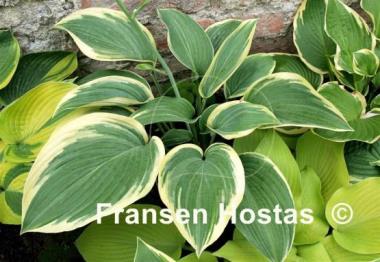 Hosta Lakeside Fancy Pants - Fransen Hostas