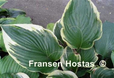 Hosta Light Ray - Fransen Hostas