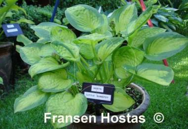Hosta Little Sunspot - Fransen Hostas