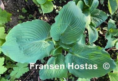 Hosta Lothar the Giant - Fransen Hostas