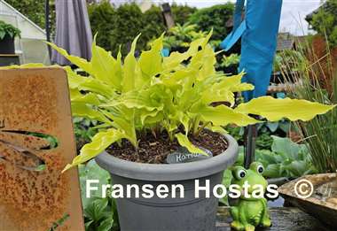 Hosta Marrakech - Fransen Hostas