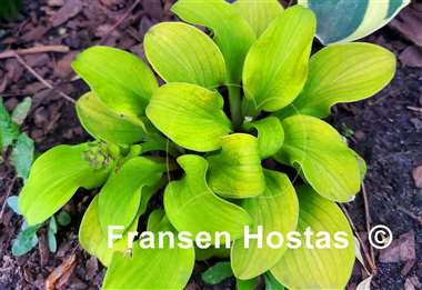 Hosta Mouse FH Collection 2024 - Fransen Hostas