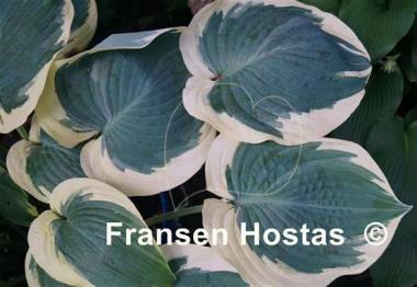 Hosta Orion's Belt - Fransen Hostas