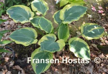 Hosta Orion's Belt - Fransen Hostas