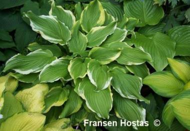 Hosta Paradise Backstage - Fransen Hostas