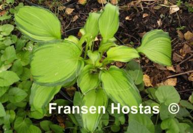 Hosta Princess Amalia - Fransen Hostas