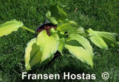 Hosta Princess Amalia - Fransen Hostas
