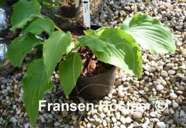 Hosta pycnophylla - Fransen Hostas