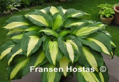 Hosta Raspberry Sundae - Fransen Hostas