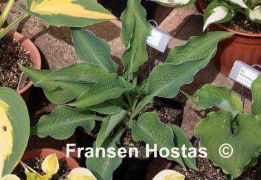 Hosta Raucous Ruffles - Fransen Hostas