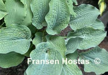 Hosta Raucous Ruffles - Fransen Hostas