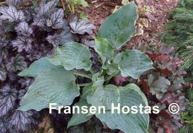 Hosta Ruffles n Ridges - Fransen Hostas