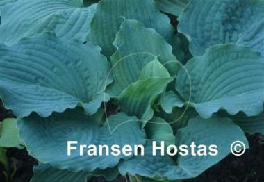 Hosta Ruffles n Ridges - Fransen Hostas