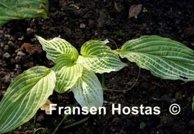 Hosta Second Coming - Fransen Hostas