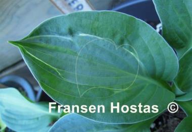 Hosta Silver Eagle - Fransen Hostas