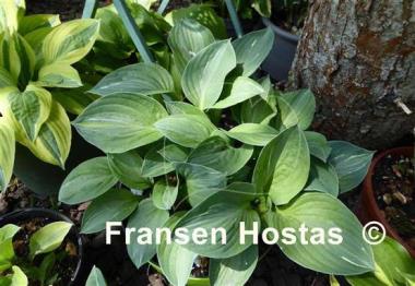 Hosta Silver Eagle - Fransen Hostas
