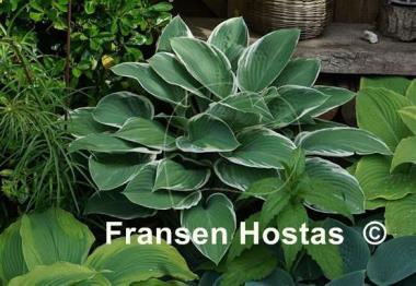 Hosta Tom Schmid - Fransen Hostas