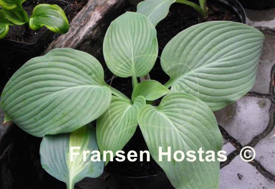 Hosta Abiqua Elephant Ears - Fransen Hostas