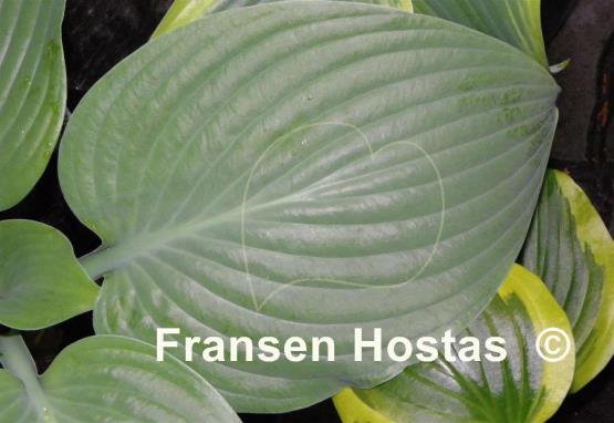 Hosta Abiqua Elephant Ears - Fransen Hostas