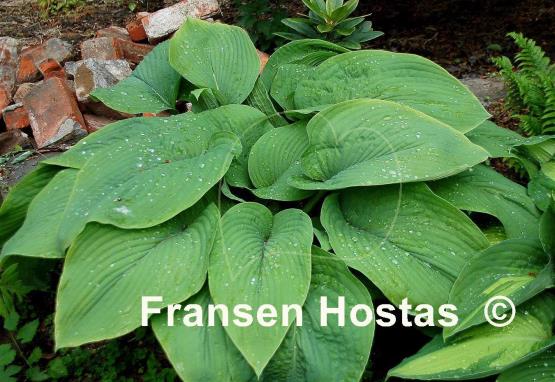 Hosta Abiqua Elephant Ears - Fransen Hostas