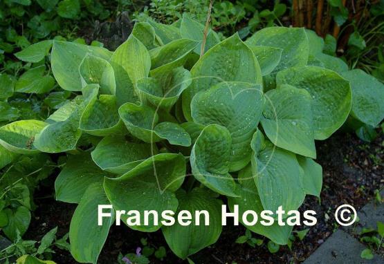 Hosta Abiqua Moonbeam - Fransen Hostas