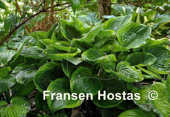 Hosta Abiqua Moonbeam - Fransen Hostas