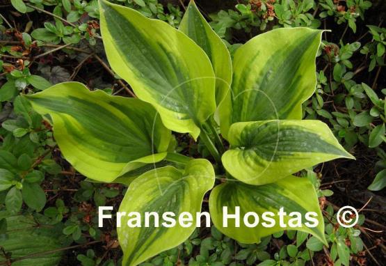 Hosta Afterglow - Fransen Hostas