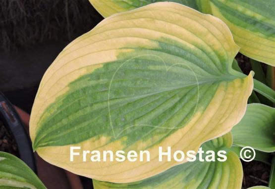 Hosta Afterglow - Fransen Hostas