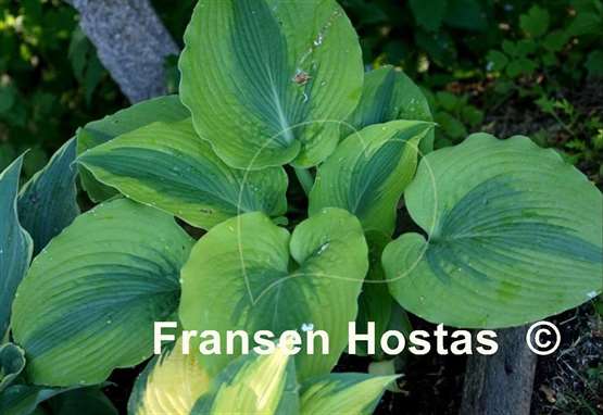 Hosta Afterglow - Fransen Hostas
